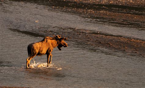 Nature Conservancy Helping Maritime Moose Have More Sex Canadian