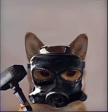 Собачка Sledge Imágenes humorísticas Imágenes graciosas 2160x3840
