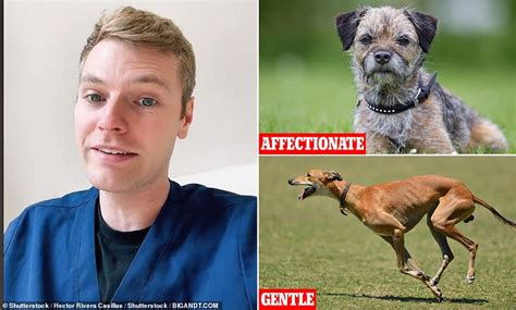 Vet Reveals The Top Five Dog Breeds That He Would Consider Getting