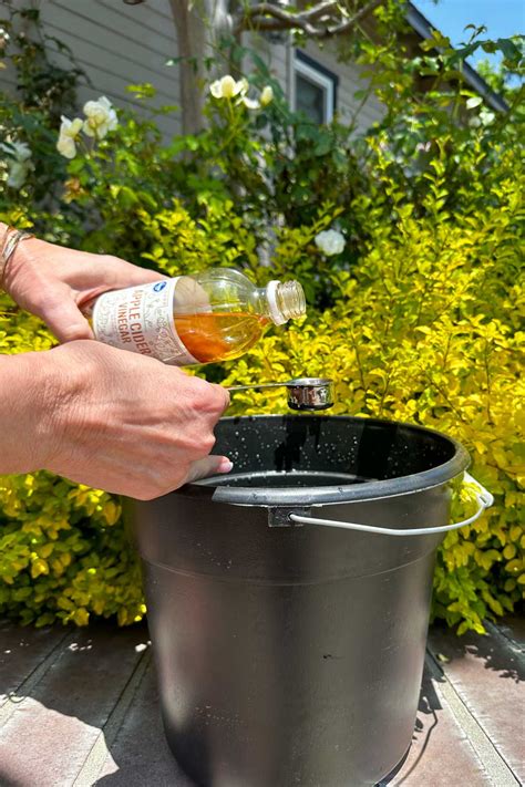 How To Make Easy Diy Flower Fertilizer Wm Design House