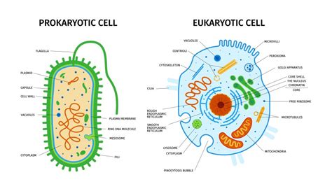 Fat Cell Royalty Free Vector Image Vectorstock