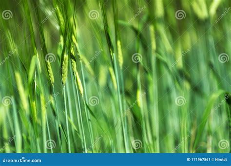 Wheat In Experimental Plot Stock Image Image Of Food 171967861