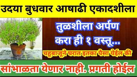 उदया आषाढी एकादशीला तुळशीला अर्पण करा ही १ वस्तू घरात सदैव लक्ष्मी