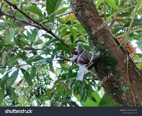 Vegetative Propagation Techniques Air Layering Stock Photo 2269638649 Shutterstock