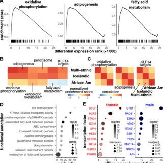 Sex Biased Genes Are Implicated In Oxidative Phosphorylation And Download Scientific Diagram