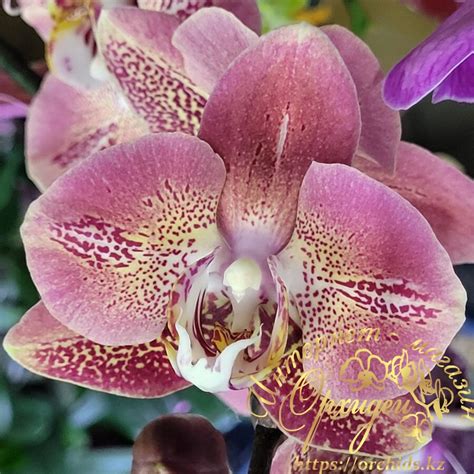 Phal. Leco Fantastic купить