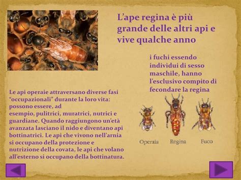 Le api