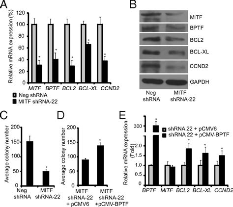 Bptf Transduces Mitf Driven Prosurvival Signals In Melanoma Cells Pnas