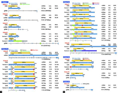 A And B The House Mouse Mus Musculus Hdac Gene Structures