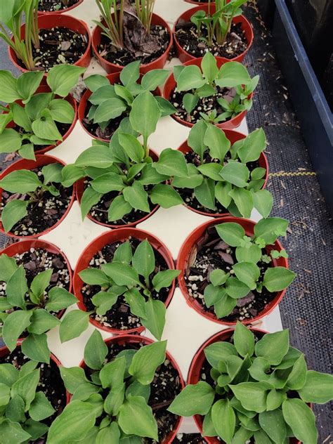 Hosta Rock Princess Well Rooted 2 Pot Perennial Shade True Miniature Humble Hen Farm And Nursery