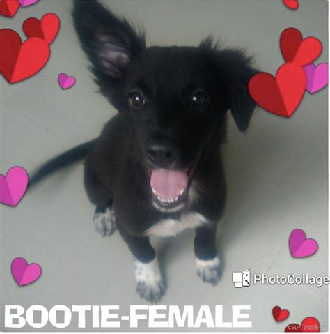 Kaggle竞赛 宠物受欢迎程度（赛题讲解与数据分析）kaggle比赛 相关分析题目 Csdn博客