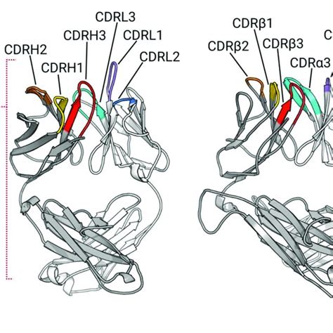 The Unique Tcr And Antibody Sequences In The α3 L3 10 A Class A