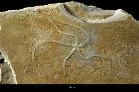 Fossil Echinoderm Collection Mnhn