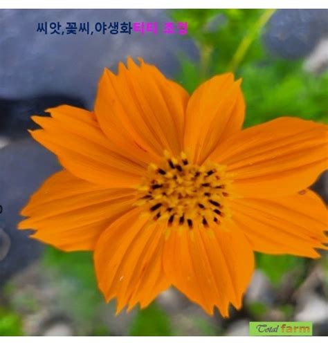 황색코스모스 아름다운 주황색 15립 씨앗 트렌드 추천제품 꽃이 티몬