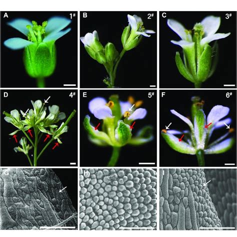 Comparison Of The Phenotypes Of The Wild Type And 35sejpi