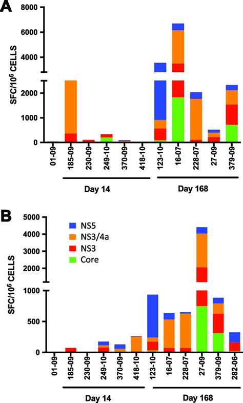 T Cell Elispot Responses In Acute And Chronic Gbv B Infections The