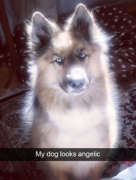 Funny And Cute Dog Snapchat Photos Cute Overload Babamail Cute