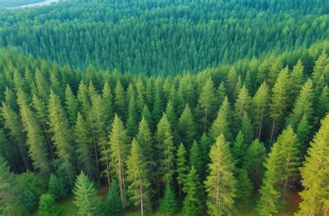 Premium Photo Overhead Aerial Shot Of A Thick Forest With Beautiful Trees And Greenery