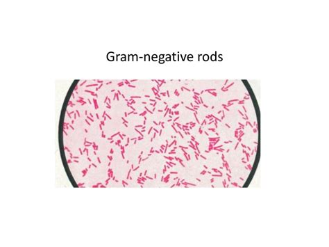 Gram Negative Rods Ppt Download