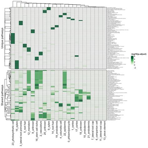Functional Annotation • Scplant