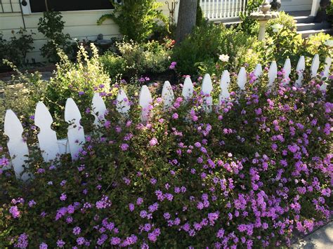 21 Shade Tolerant Vegetable Garden Ideas You Must Look Sharonsable