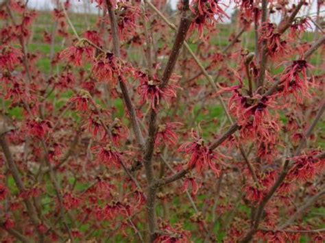 Ruby Glow Hamamelis Ruby Glow Whitman Farms