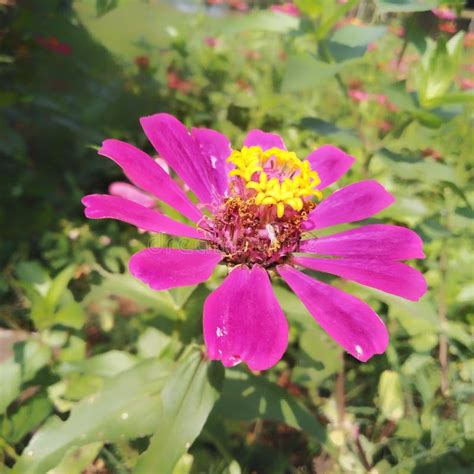 在园林中生长的美丽的津妮花是向日葵部落的菊属 库存图片 图片 包括有 绿色 系列 绽放 开花 256030865