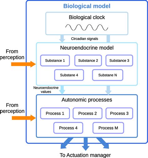 Representation Of Our Biologically Inspired Model The Neuroendocrine