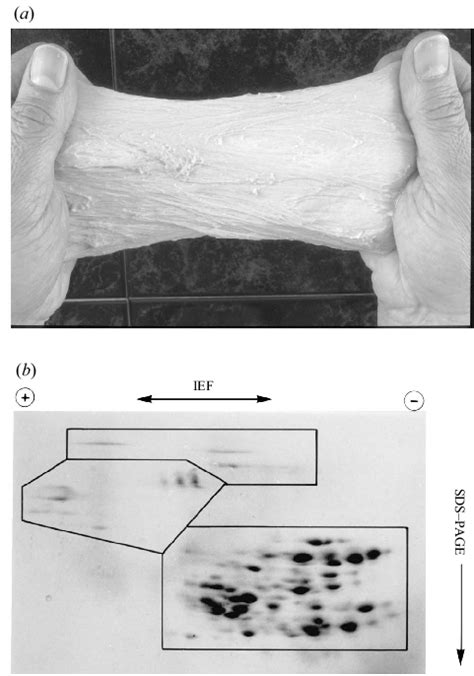 A A Sheet Of Gluten Stretched To Demonstrate Its Cohesive Properties