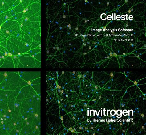 Invitrogen Celleste 2D Deconvolution With GPU Acceleration Module