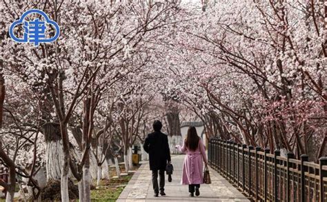 赴一场“粉红之约”！天津运河桃花节开启“云赏花”模式 红桥区 旅游节 商贸