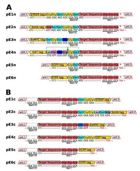 Modified Pentr Vectors Epitope Tags Were Introduced In The Pent Stop