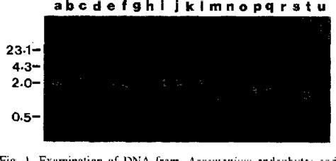 Figure I From Rapid Identification Of Acremonium Lolii And Acremonium