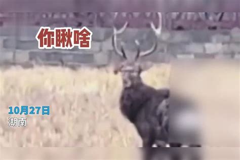 湖南一村庄内，惊现国家一级保护动物麋鹿，林业部门：正常迁徙保护动物麋鹿