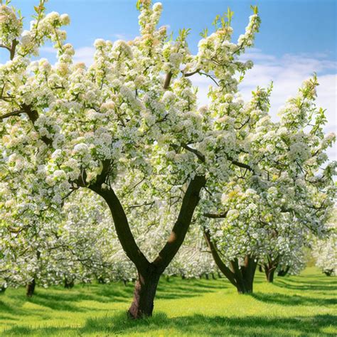 Pyrus Communis European Pear Domestic Pear Common Pear Myseedsco