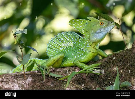 Green Basilisk Or Plumed Basilisk Basiliscus Plumifrons La Laguna Del Lagarto Eco Lodge Green Basilisk Or Plumed Basilisk Basiliscus Plumifrons La Laguna Del Lagarto Eco Lodge