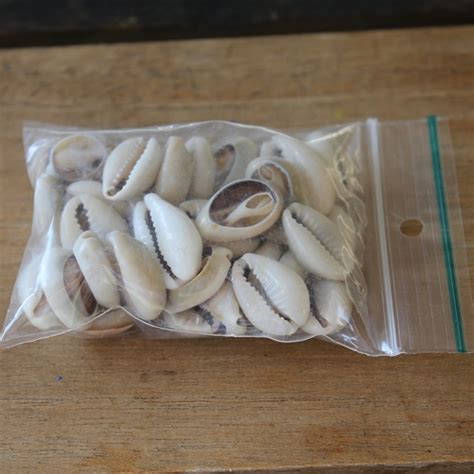 Kauri Cowrie Schelpen Schelpen La Tarifa Kralen En Sieraden