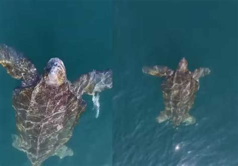 Maior tartaruga do mundo é fotografada em praia do litoral de SP ONG