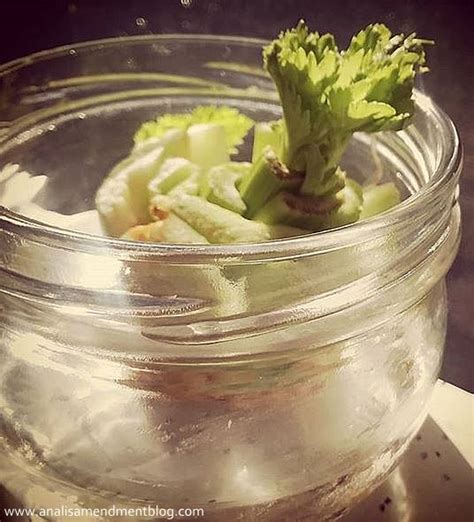 Indoor Garden Growing Celery Analis Next Amendment