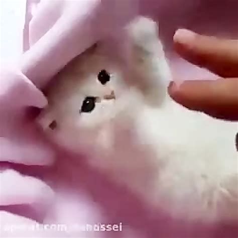 چه نازی تو پیشی گوگولی