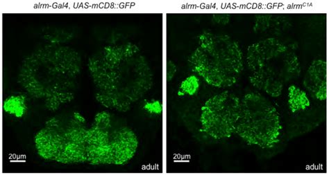 Figure A18 Astrocyte Morphology Is Normal In Alrm Nulls Astrocytes