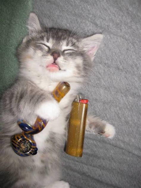 Stoner Kitty On Tumblr