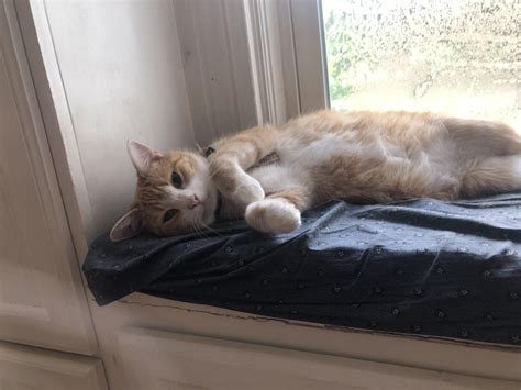 Heres My Cat Just Loungin Raww