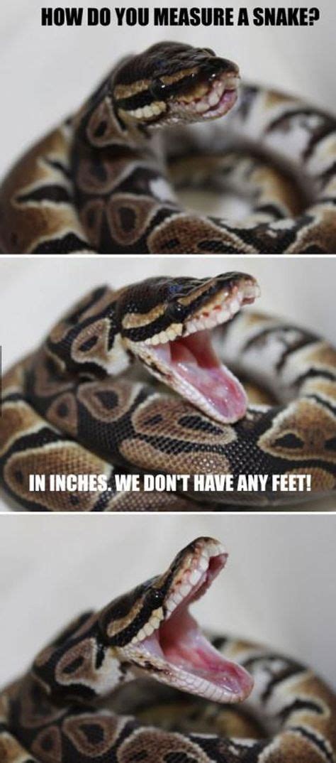 77 Ball Pythons Ideas Ball Python Python Ball Python Morphs