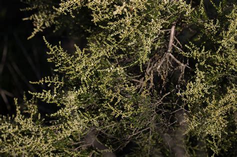 Plant Of The Month Chamise