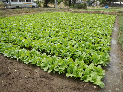 Mustard Greens Health Benefits And Nutritional Value