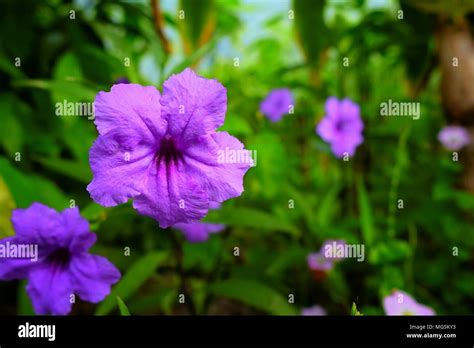 Closed Up Minnieroot Or Ruellia Tuberosa Flowers Selective Focus Stock