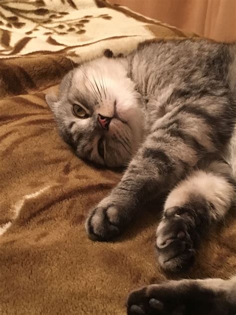 Вислоухий шотландец