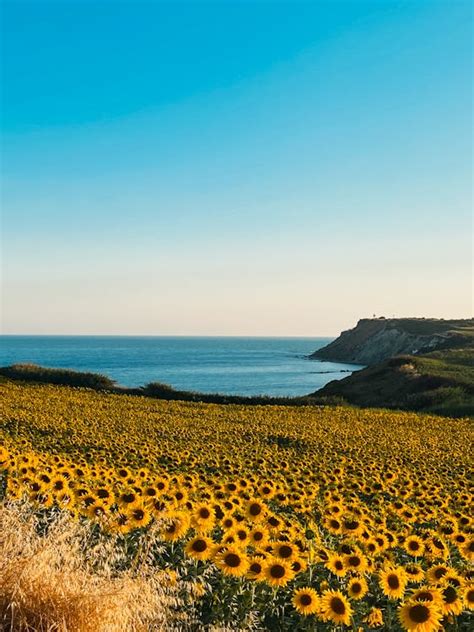 경치 고요한 고요함 그림 같은 꽃 노란 꽃 농업 농지 농촌 생활 농촌의 들판 맑은 하늘 바다 바다의 수평선 시골 식물 식물군 식물의