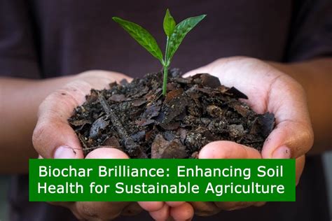 Biochar Brilliance Enhancing Soil Health For Sustainable Agriculture